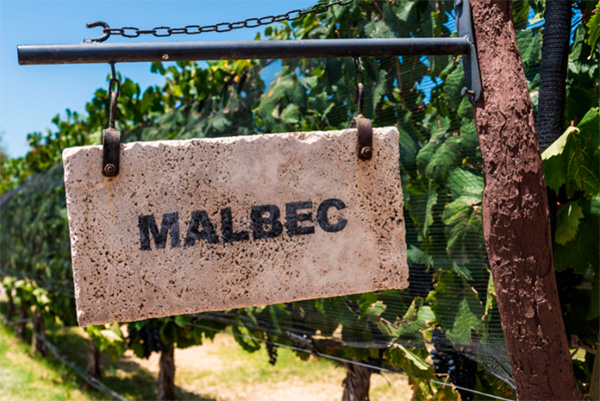 Malbec Wine – Understand Flavors, Their Pairings, Origins and Terroirs ...